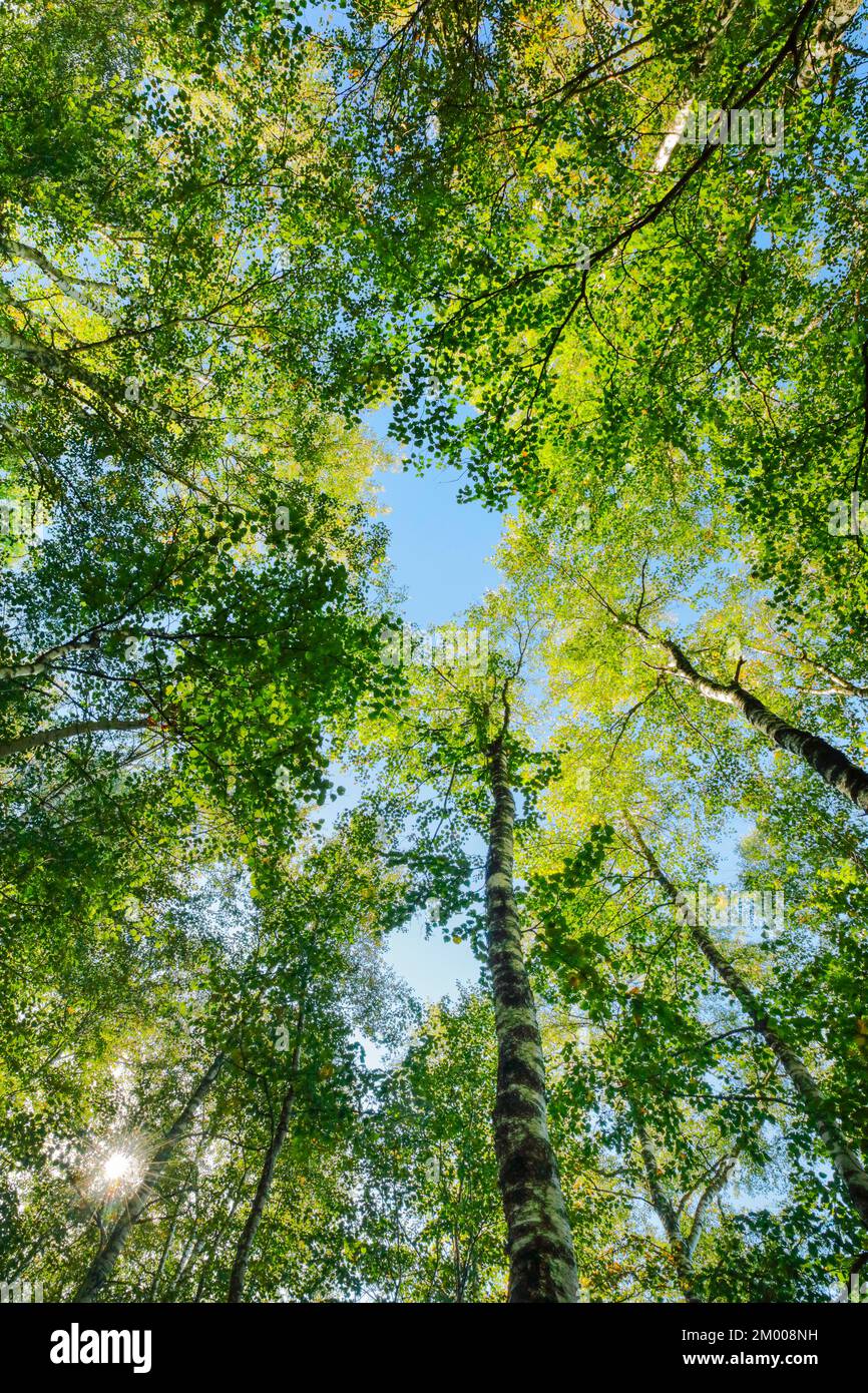 View upwards to the treetops in the birch forest, sun shining through ...