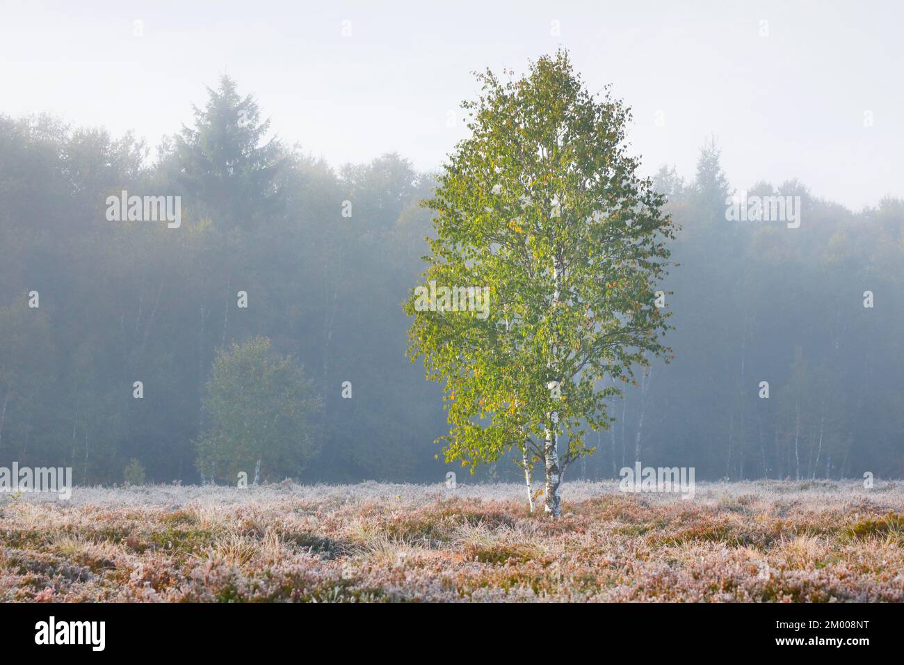 A single birch tree stands in the pastel light of dawn in a moorland ...