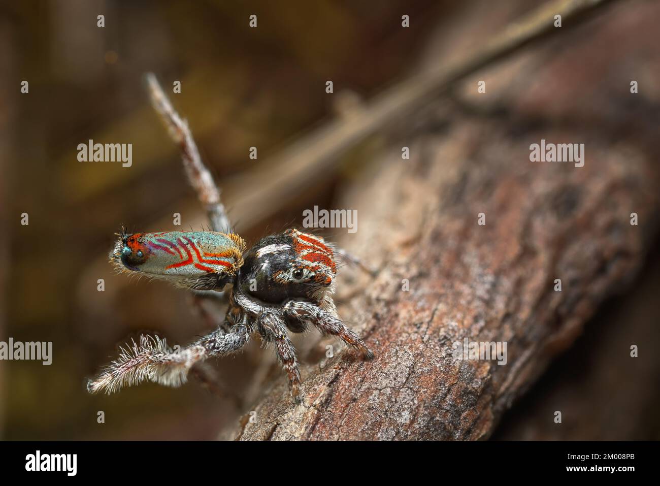 Male Peacock spider, Maratus electricus in his breeding colours Stock ...