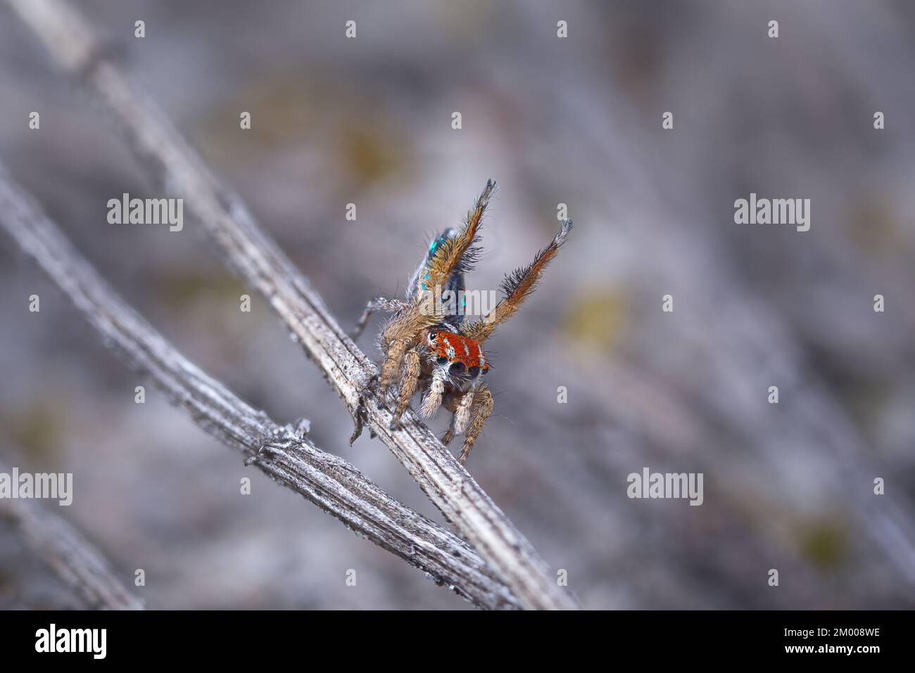 Male Peacock spider, Maratus linnaei, in his breeding colours Stock ...