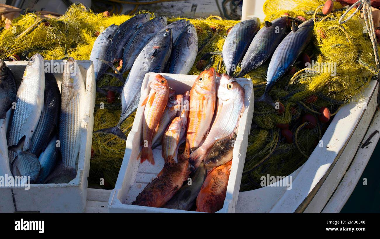 Freshly caught fish for sale such as bonitos, mullets, red mullets ...