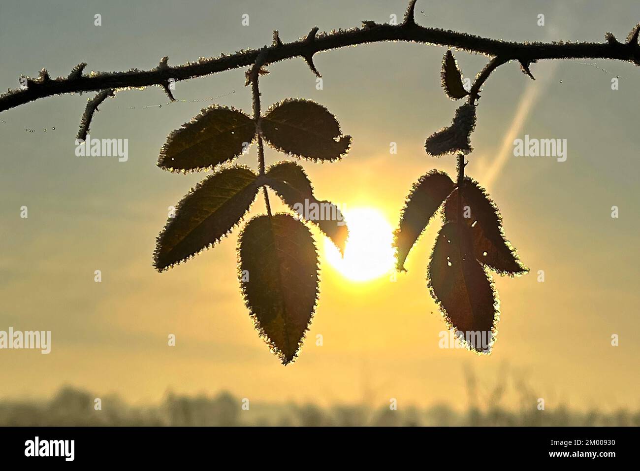 Rosehip or dog rose (Rosa canina), winter atmosphere with hoarfrost ...