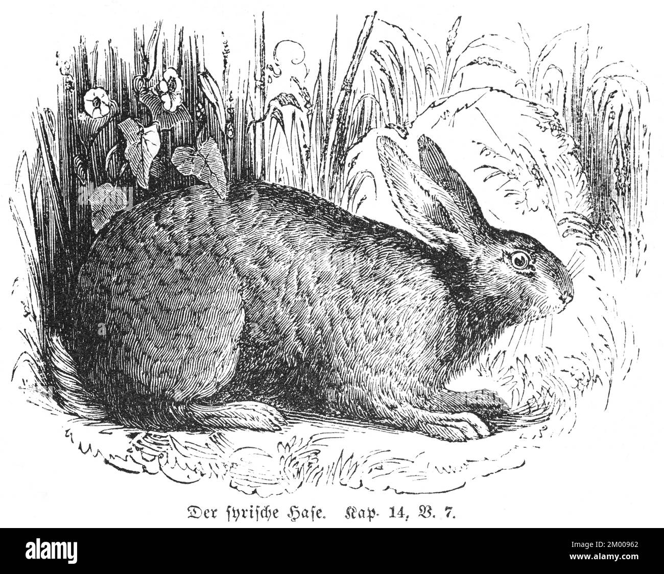 Hare side view Black and White Stock Photos & Images - Alamy