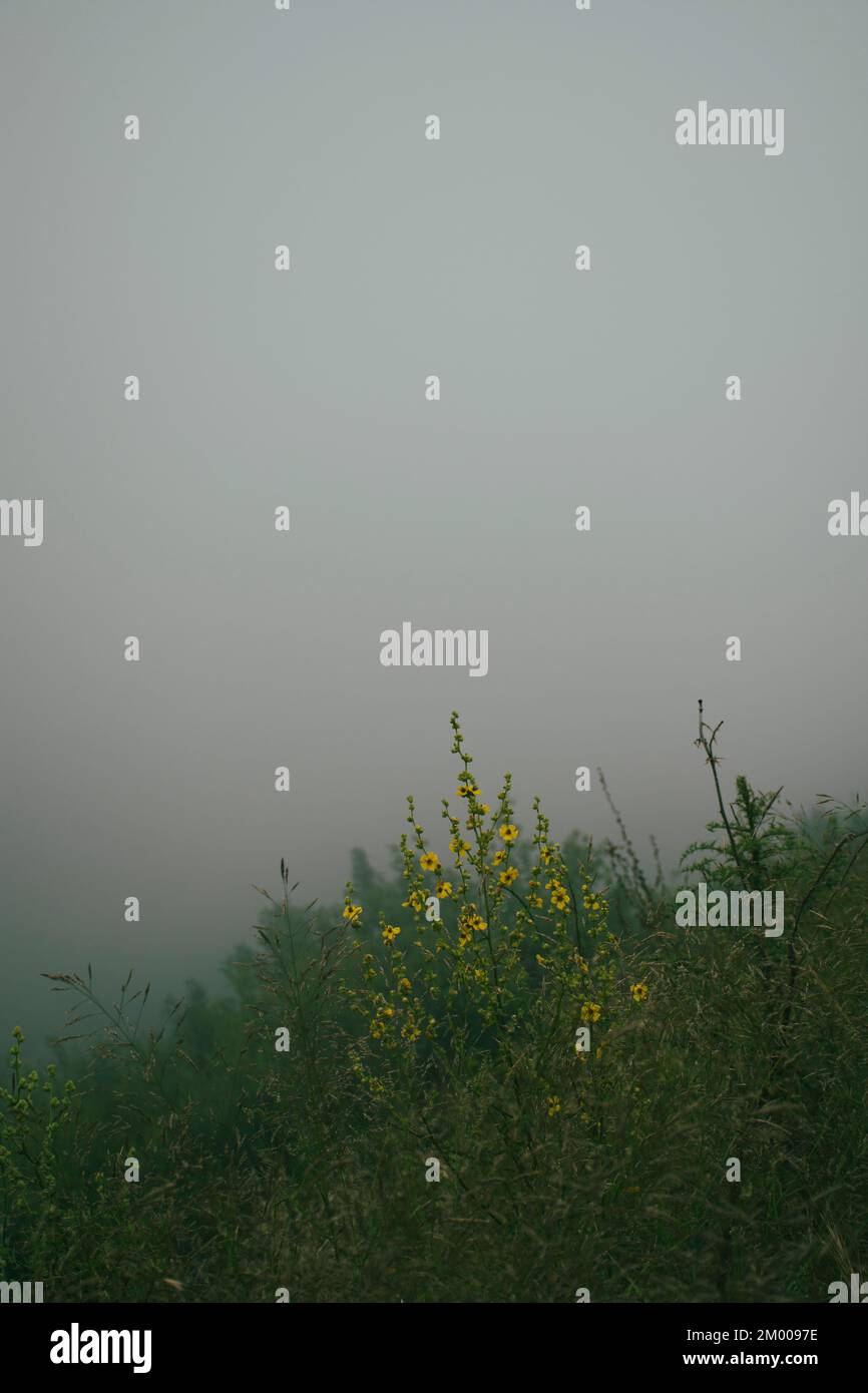 Misty meadows hi-res stock photography and images - Alamy