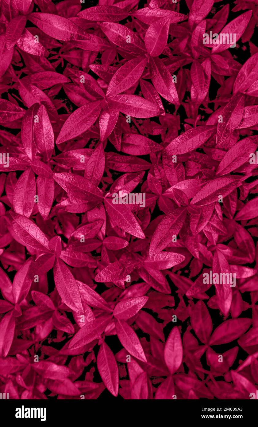 Foliage background in Viva Magenta. Red leaf top view. Color of the ...