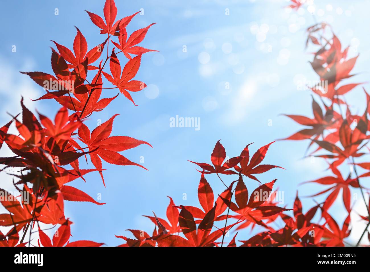 Summer or autumn natural background. Branches of Japanese red maple against the blue sky. Branch ...