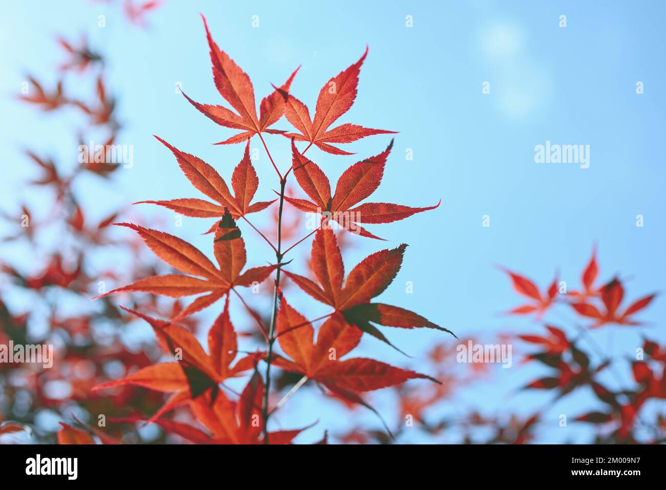 Summer or autumn natural background. Branches of Japanese red maple ...