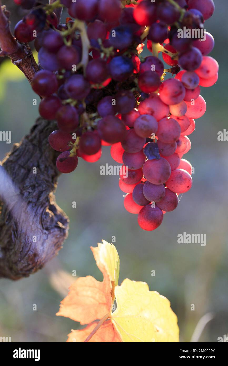 FRANCE. ARDECHE (07) NOTRE DAME DE COUSIGNAC. TYPE OF VINE CLAIRETTE ...