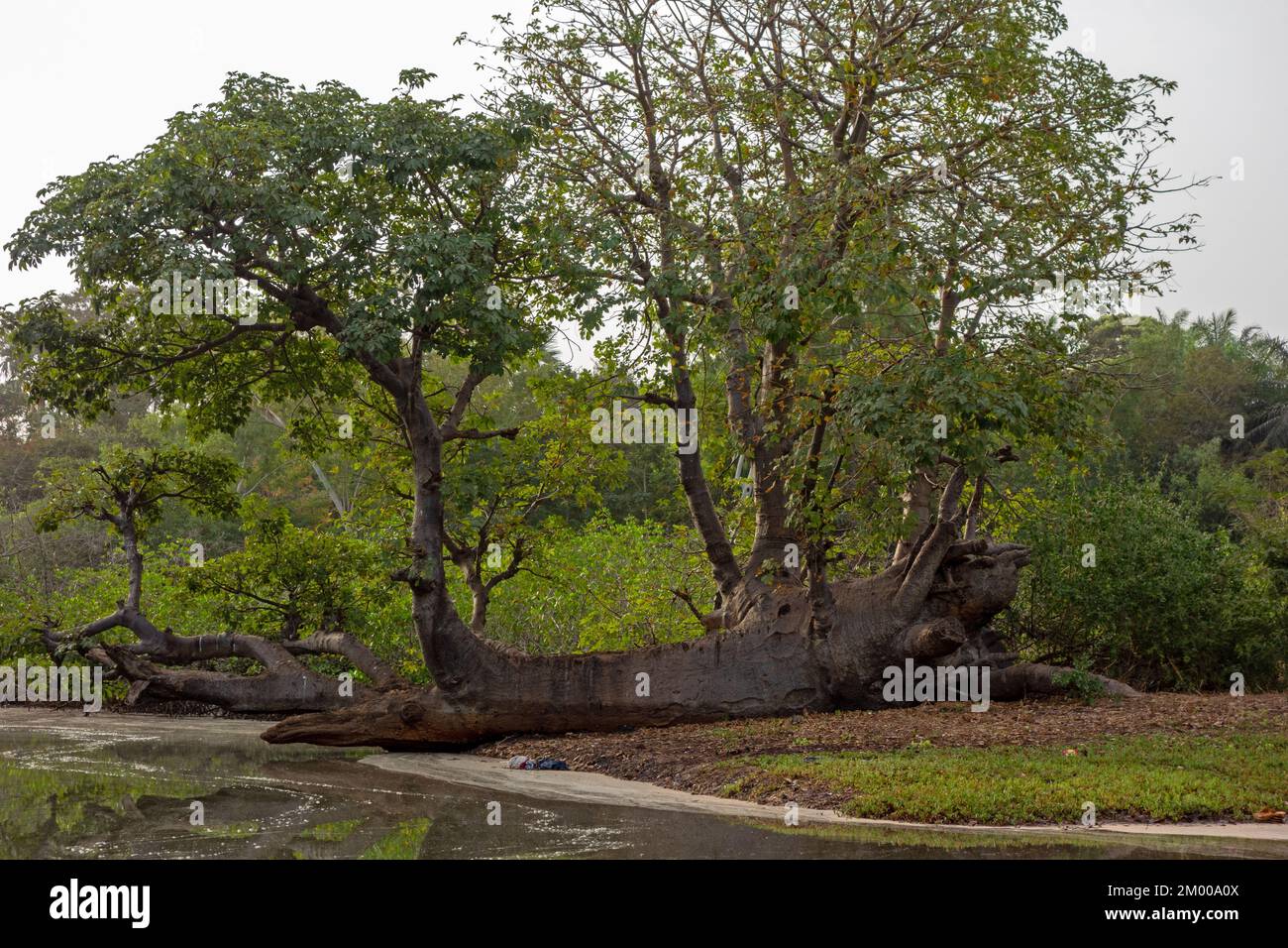 fallen and re-growing African Baobab tree (Adansonia digitata) close to ...