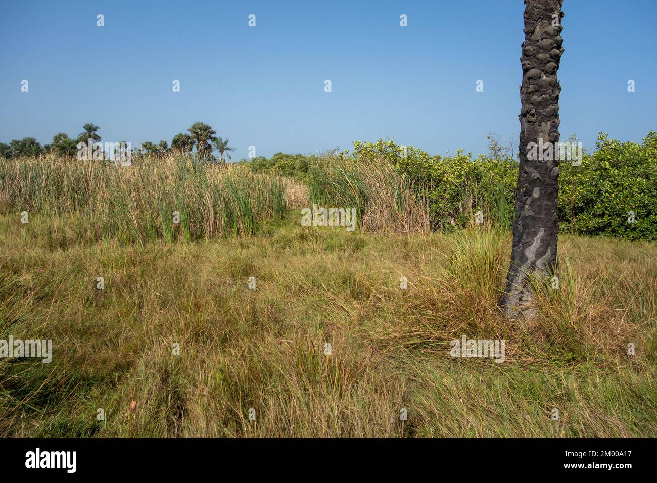 farmers fields with palm tree and dry rice fields in West Africa Stock ...