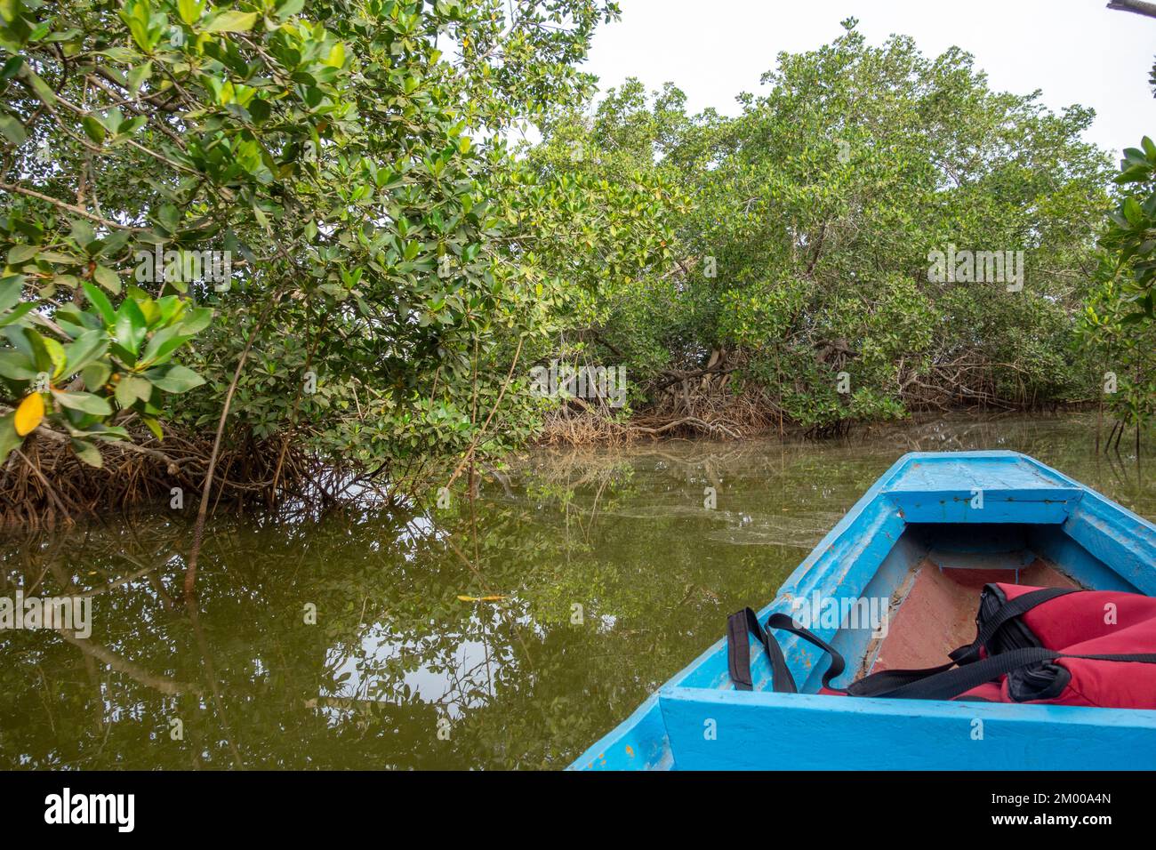 front of a blue boat and life jacket navigating mangrove swamps Stock ...