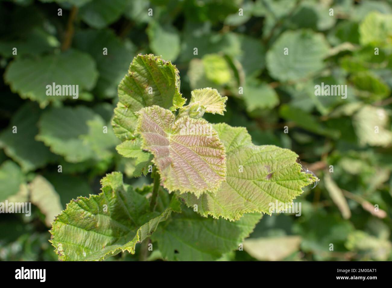 fully open green leaves and twig of the Hazel tree isolated on a ...