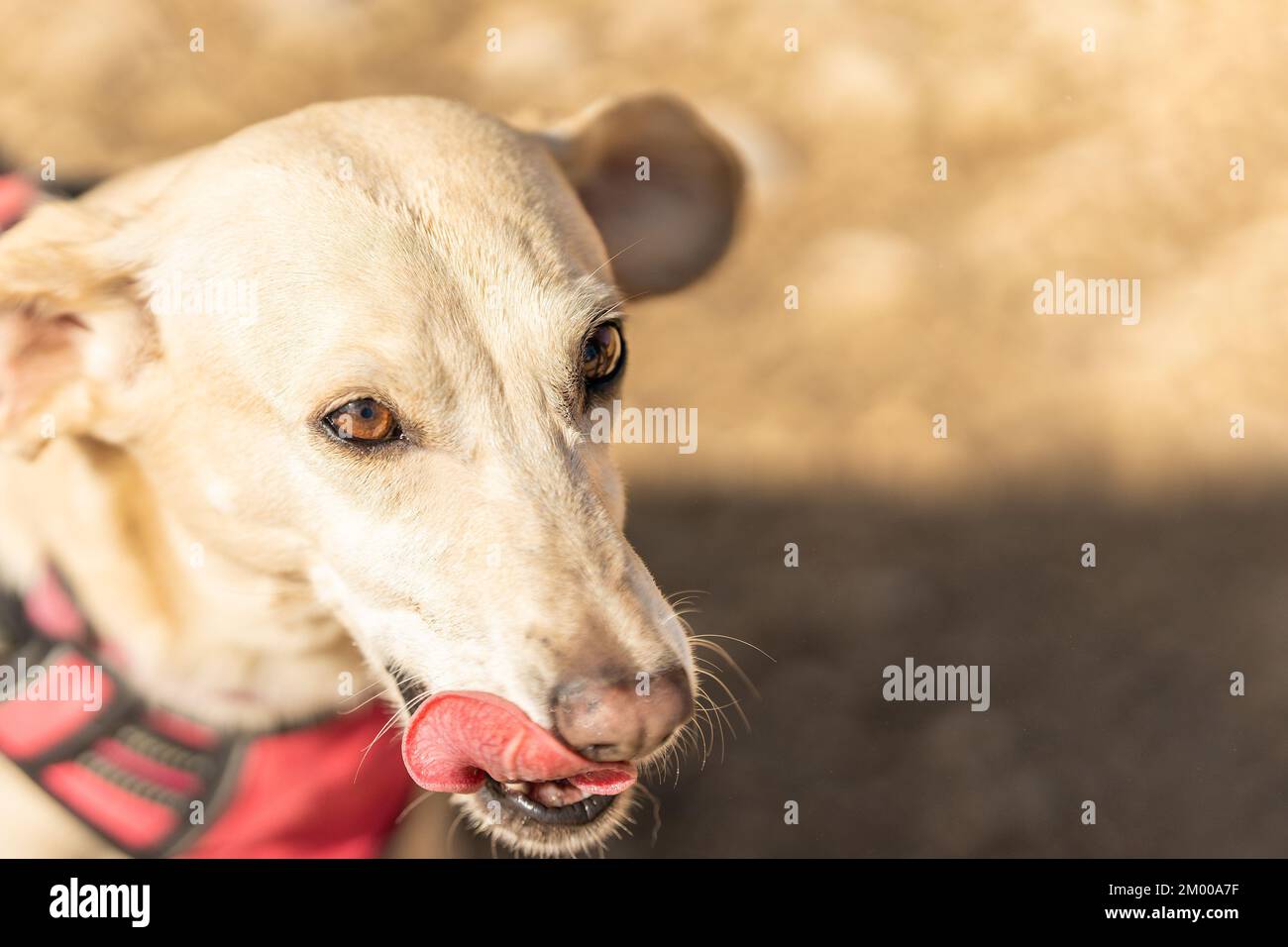 Portrait with copy space of a small dog licking his lips in a park ...