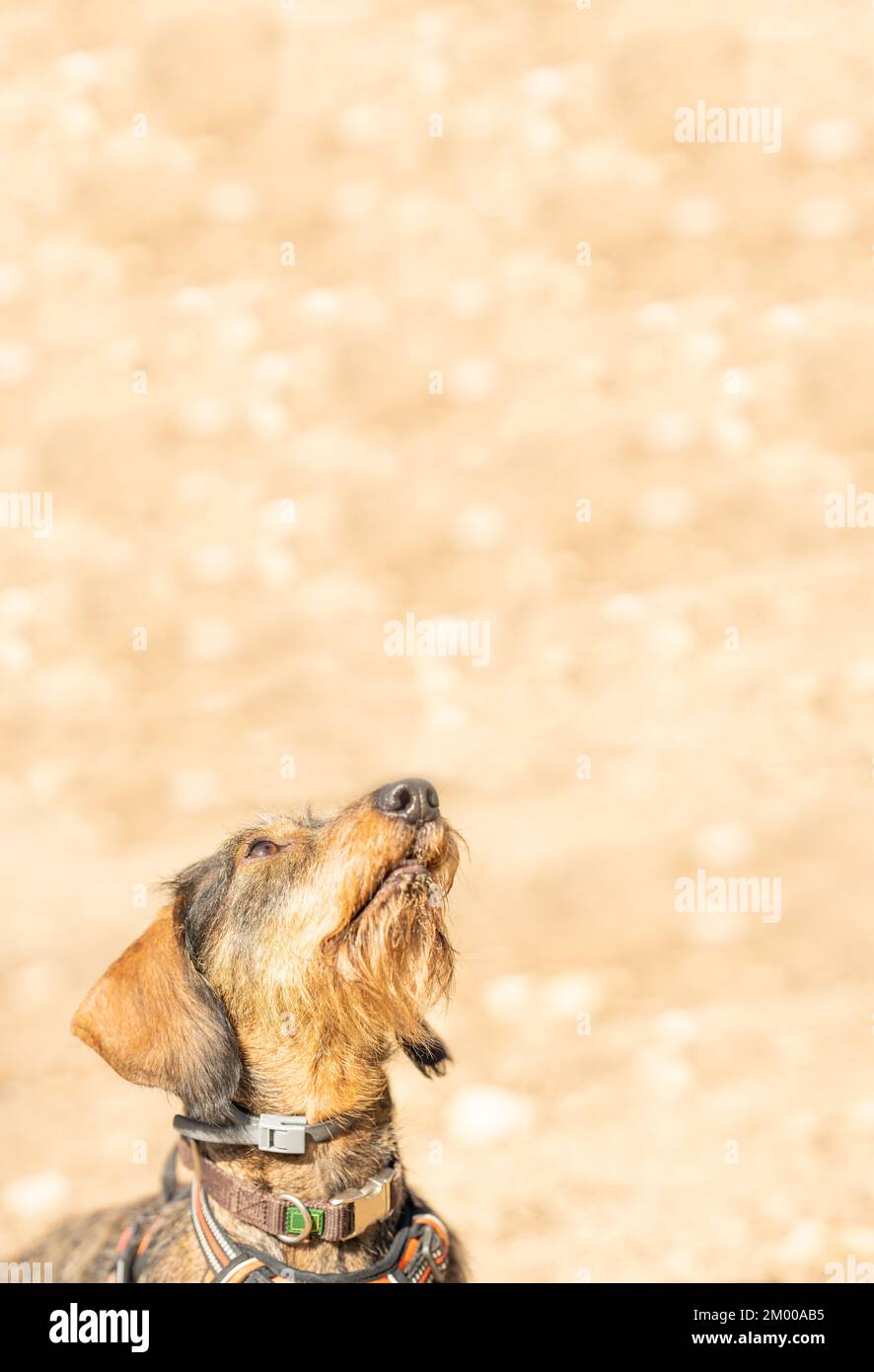 Photo teckel hi-res stock photography and images - Alamy