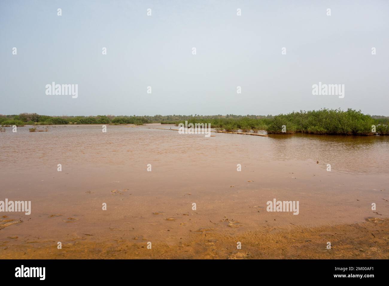 mud flats and mangrove swamps Stock Photo - Alamy