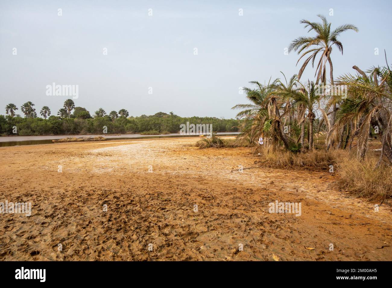 mud flats, palm trees and mangrove swamps Stock Photo - Alamy
