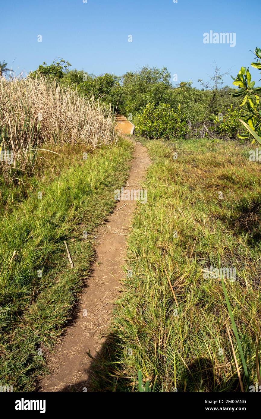 narrow path with tall grass either side and Black Mangrove in the ...