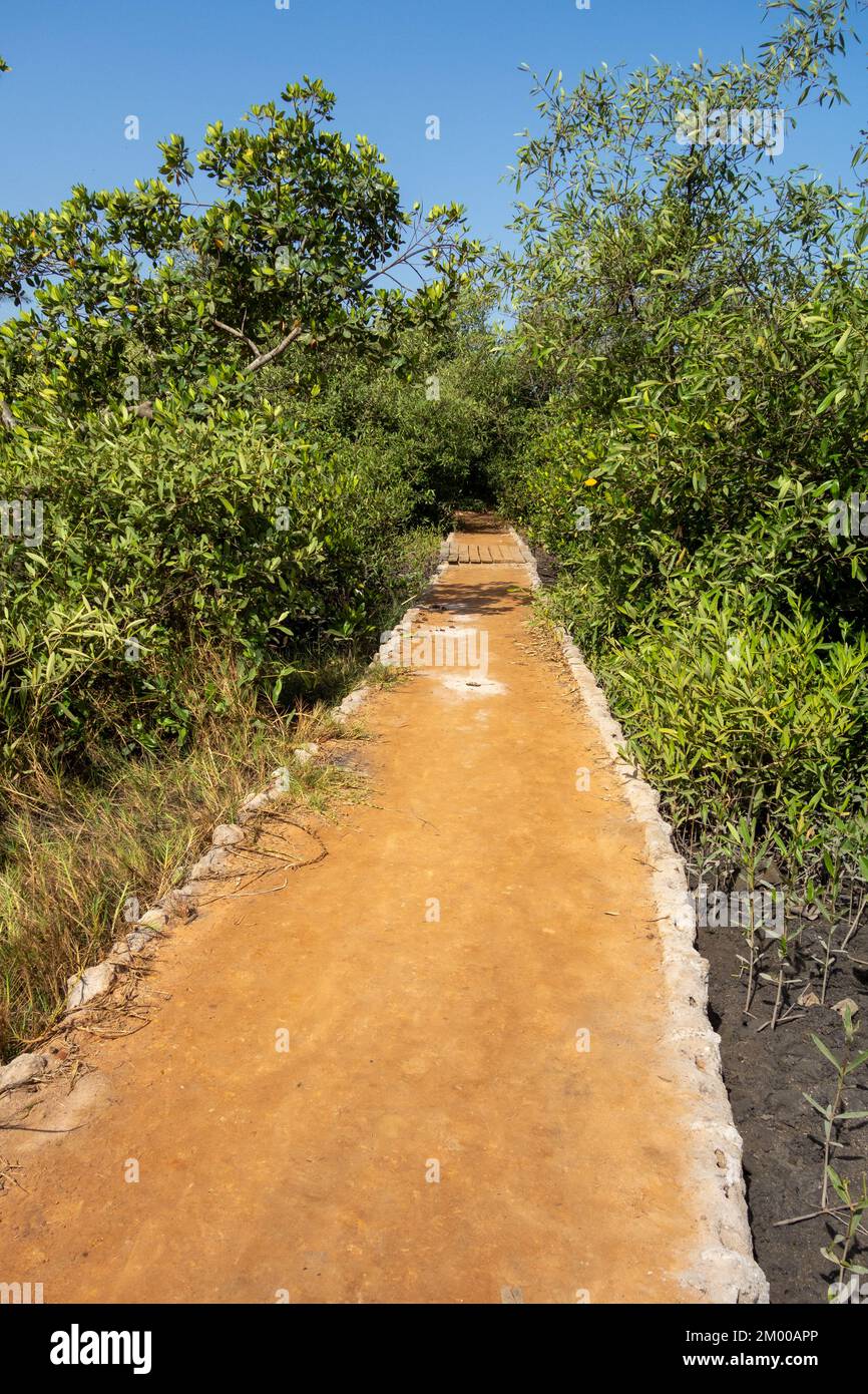 narrow yellow path with cement edge and Black Mangrove on either side ...