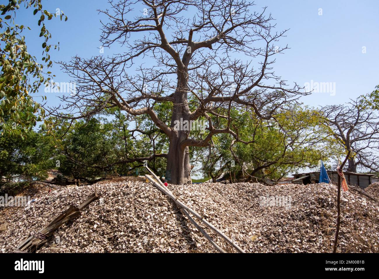 piles of oyster shells and a baobab tree in the background in West ...