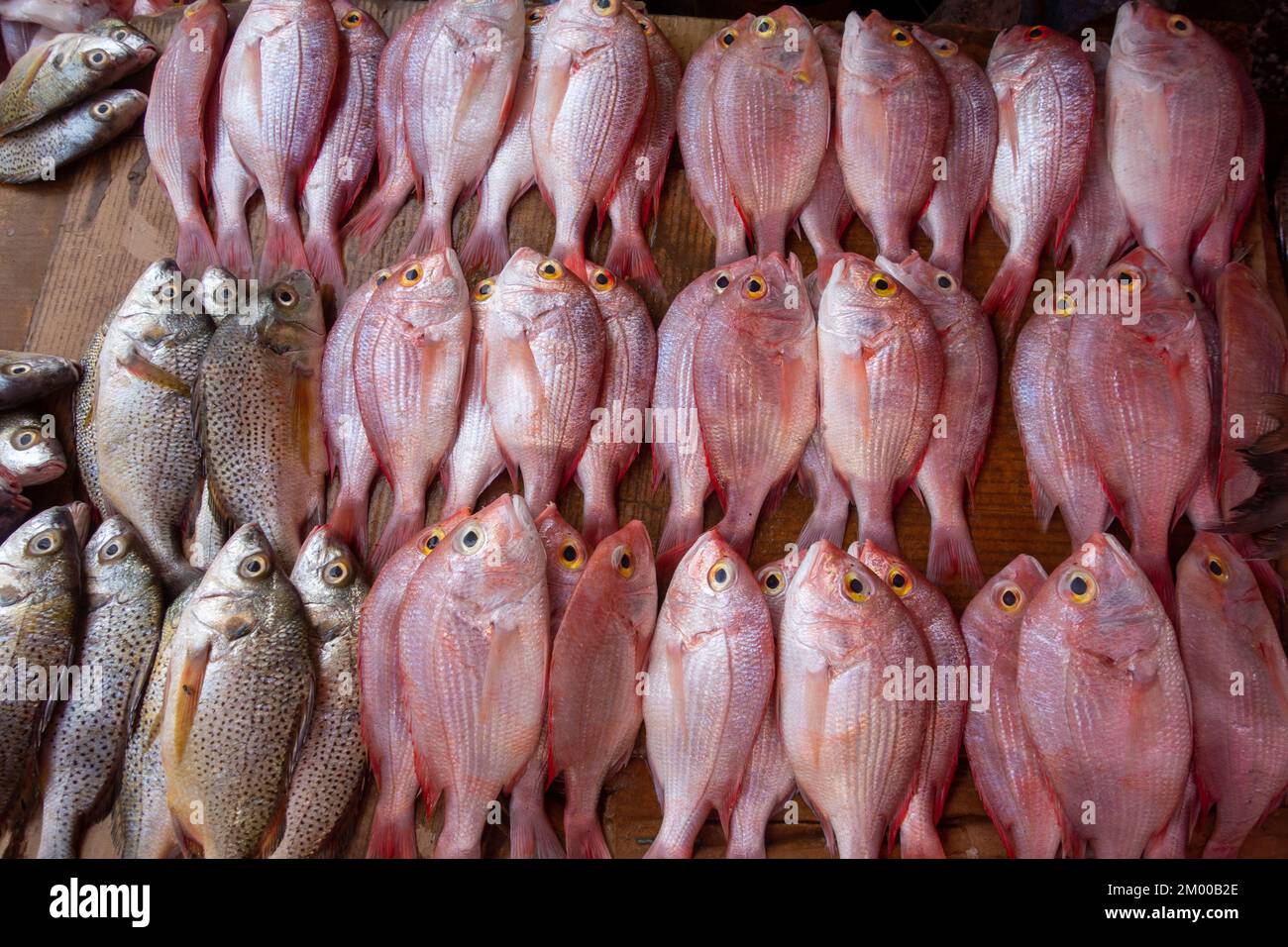red snapper whole fish for sale in the market in West Africa Stock ...