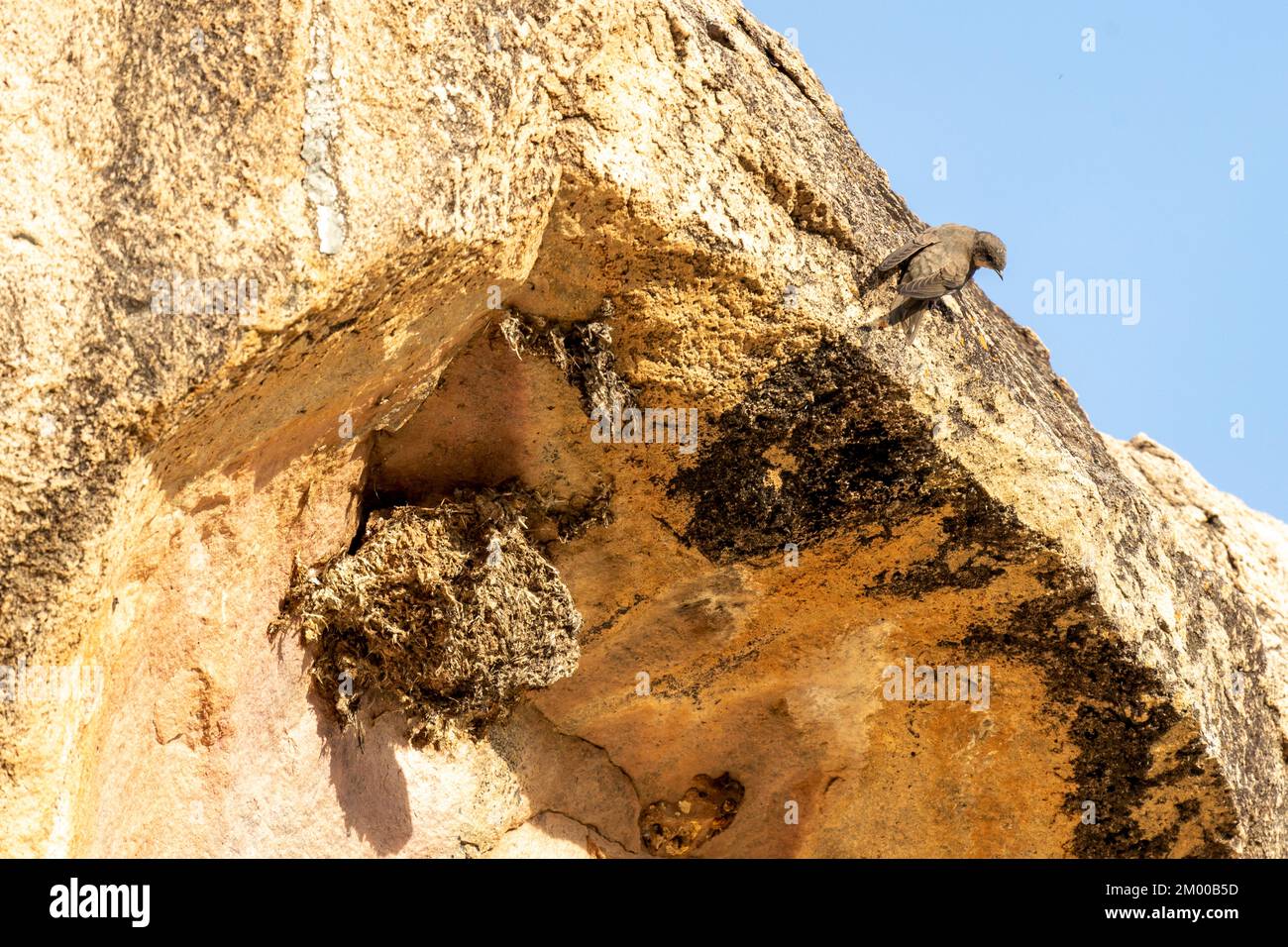 A Rock martin has landed close to the unoccupied nest of some White ...