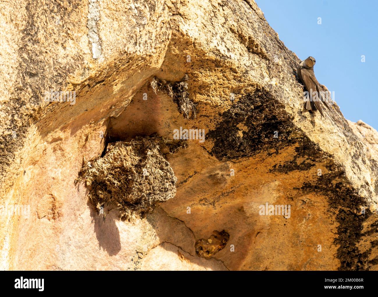A Rock Martin has landed close to the unoccupied nest of some White ...