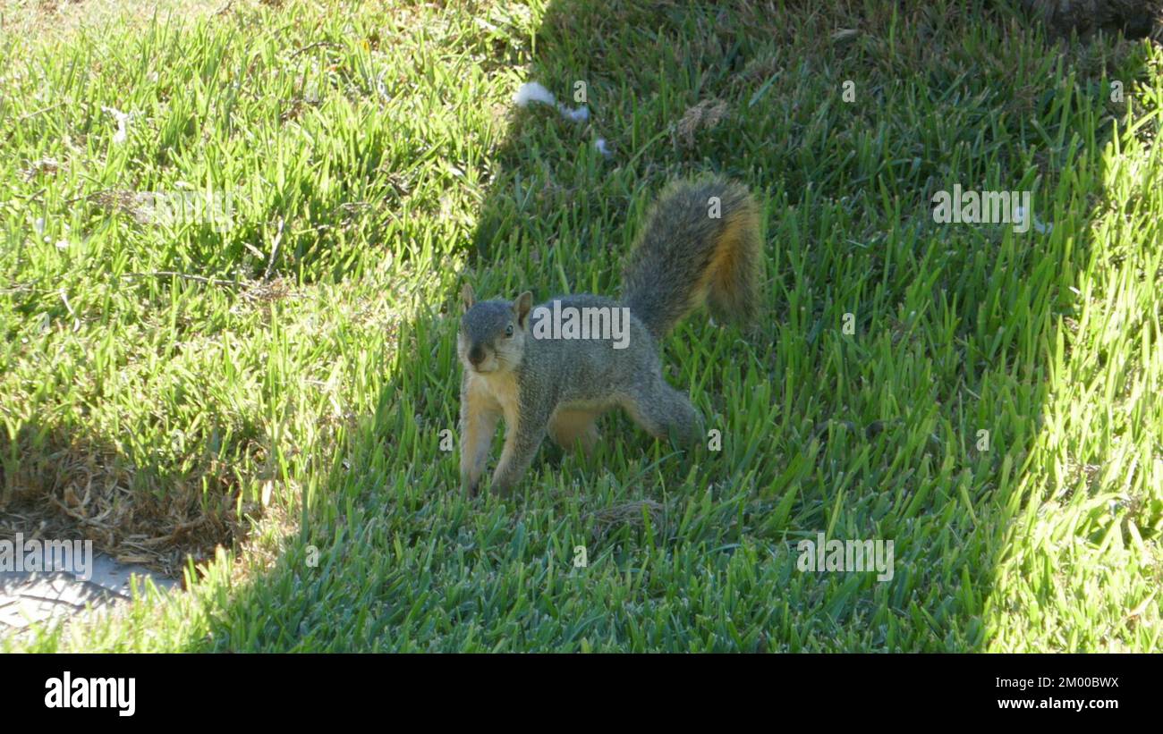 Los Angeles, California, USA 18th October 2022 A Squirrel at Hollywood ...