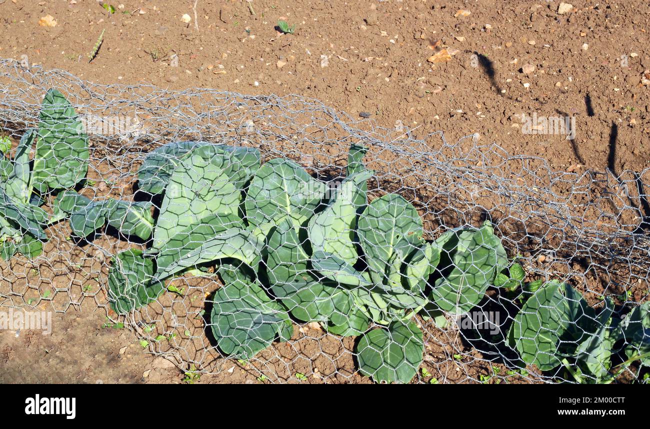 Cabbages being protected from animals and pests by wire guards. crop ...