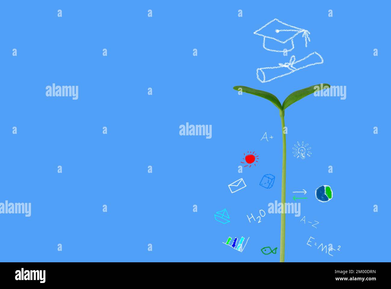 Education concept, knowledge management, growing young plant on blue ...
