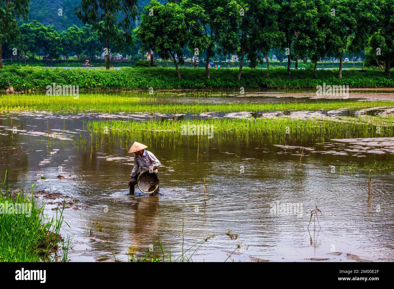 One female rice farmer working in her flooded rice field planning rice ...