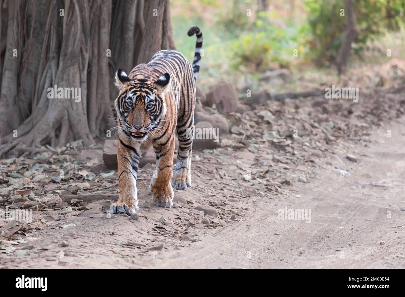 Royal Bengal Tiger Stock Photo - Alamy