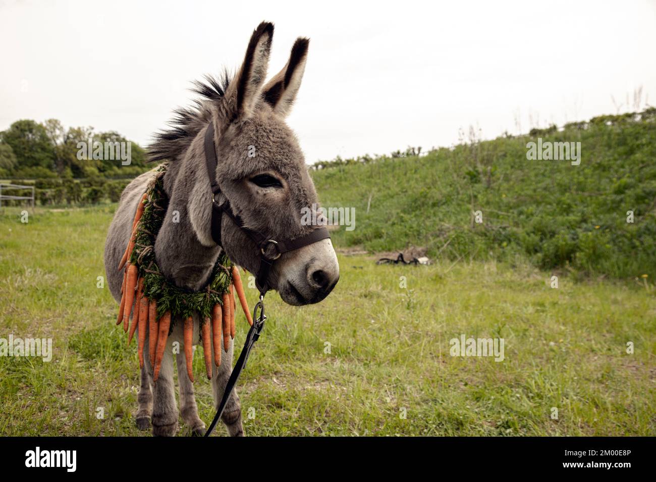 Skopia film hi-res stock photography and images - Alamy