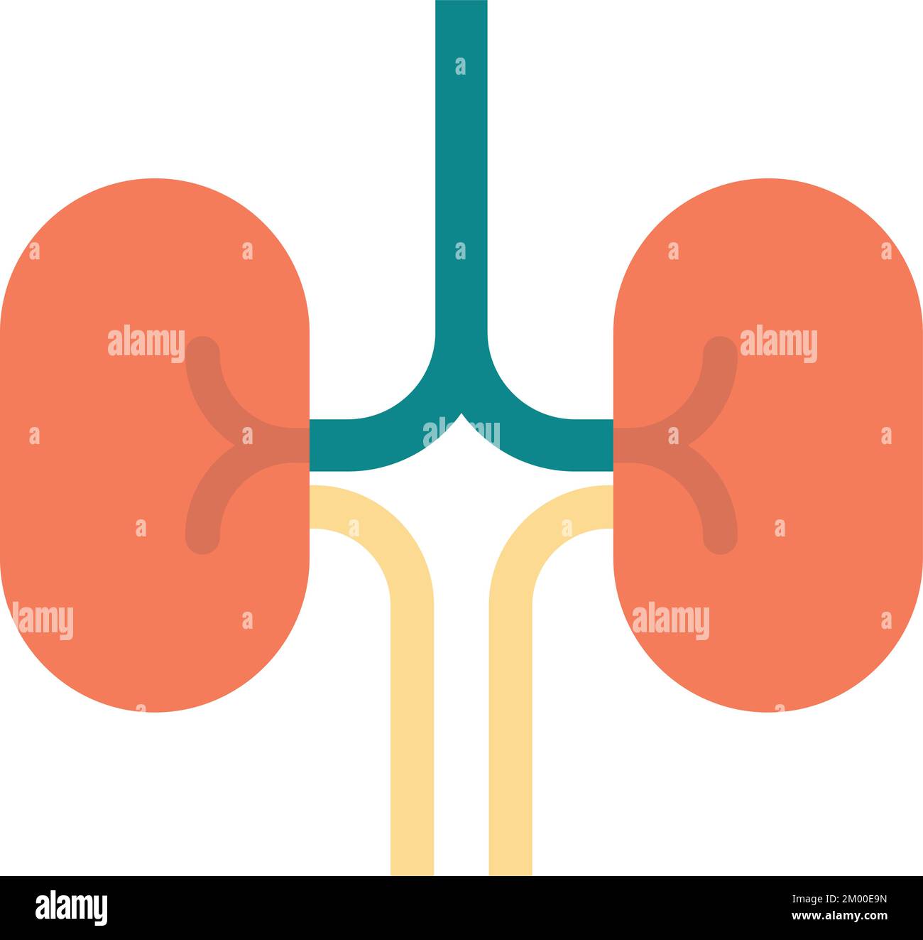 Urinary system cartoon hi-res stock photography and images - Alamy