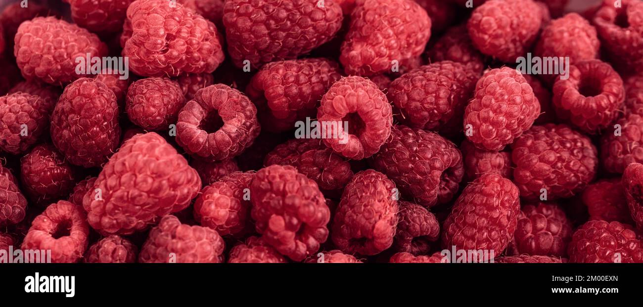 Trendy color of 2023 viva magenta. Ripe juicy fresh raspberries ...