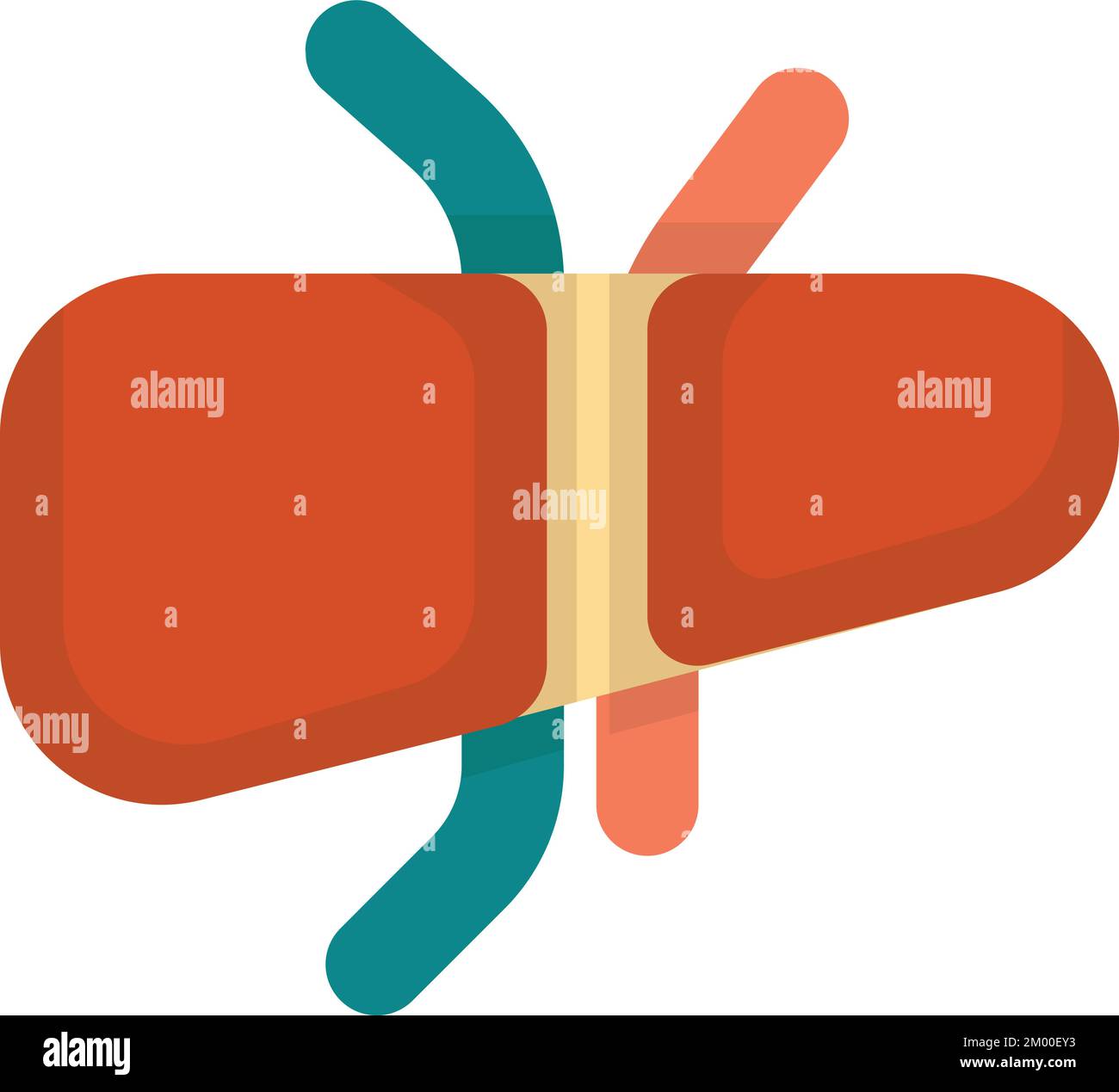 liver illustration in minimal style isolated on background Stock Vector ...