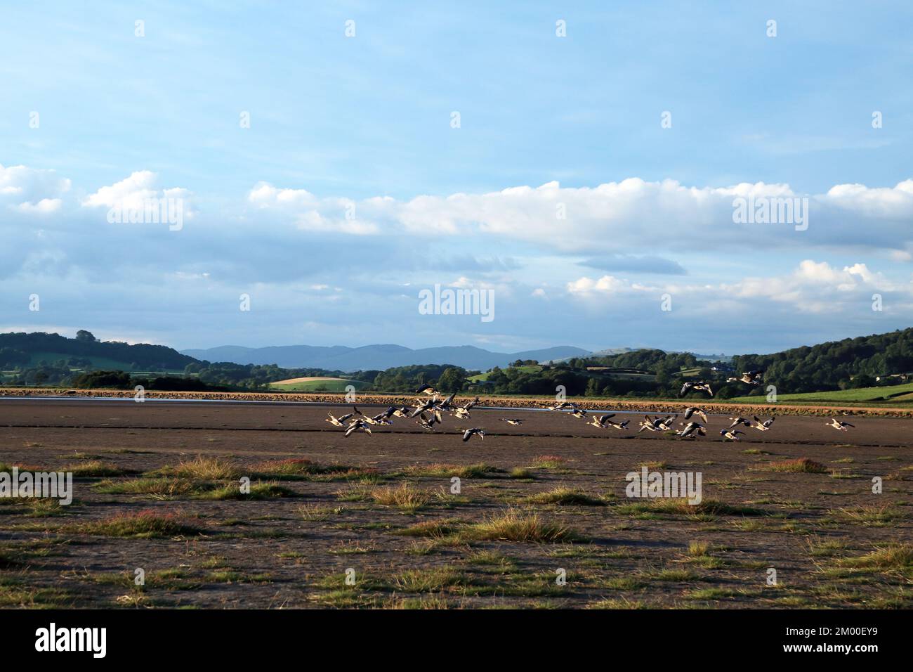 View of flying geese and towards Milnthorpe across River Kent estuary ...