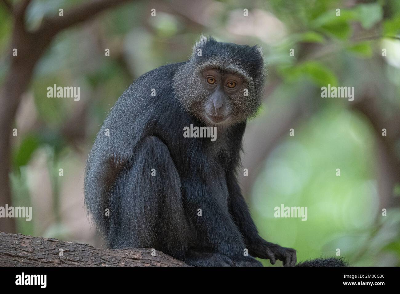 An expressive monkey on a tree in Tanzania Stock Photo - Alamy