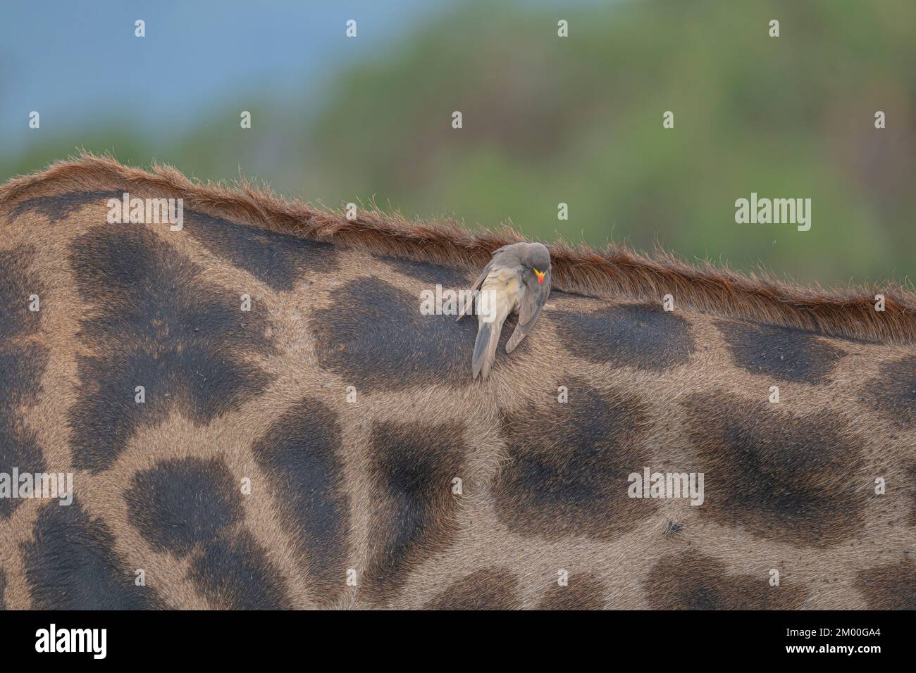 a beautiful bird on a giraffe neck in Africa Stock Photo - Alamy