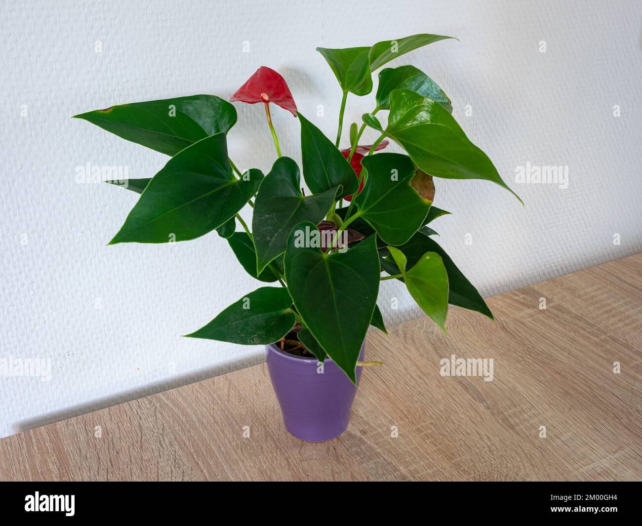 Red flamingo flower also known as laceleaf in a pot. Air purifying ...