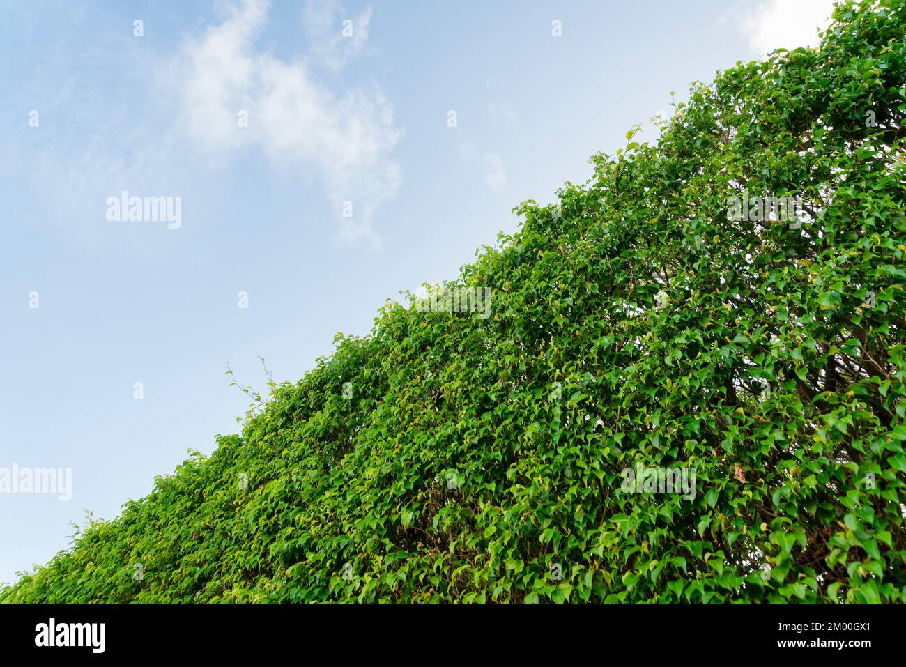 Close-up of a hedge under the sky background in Miami, Florida. Low ...