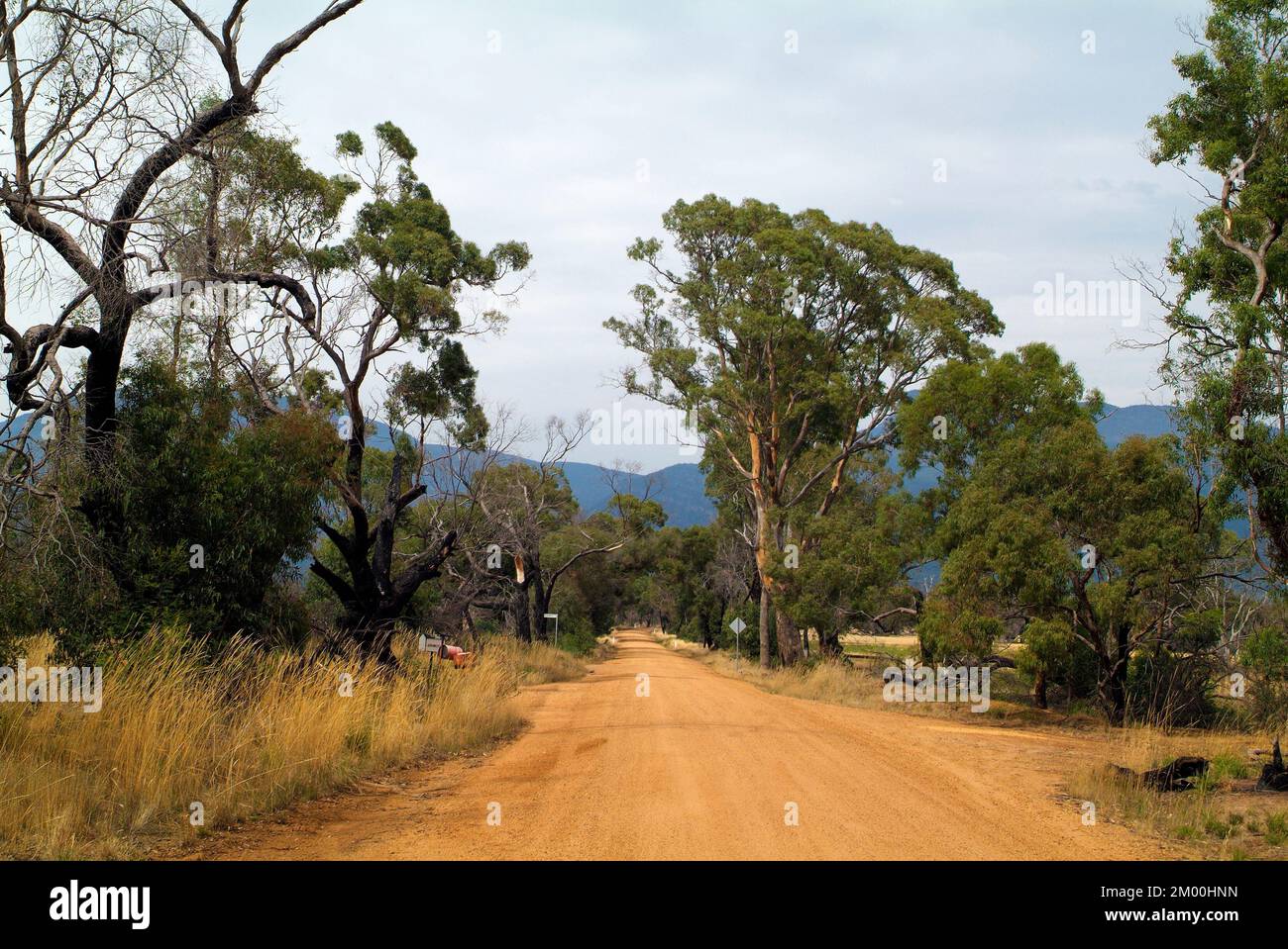 Australia, unsealed road and eucalyptus trees Stock Photo - Alamy