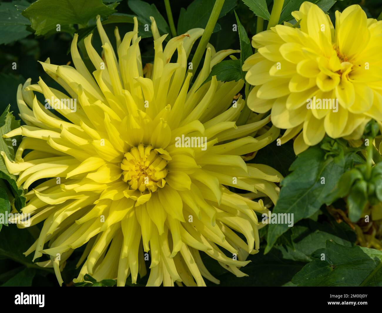 A bright creamy yellow flower of the popular outdoor dahlia garden ...