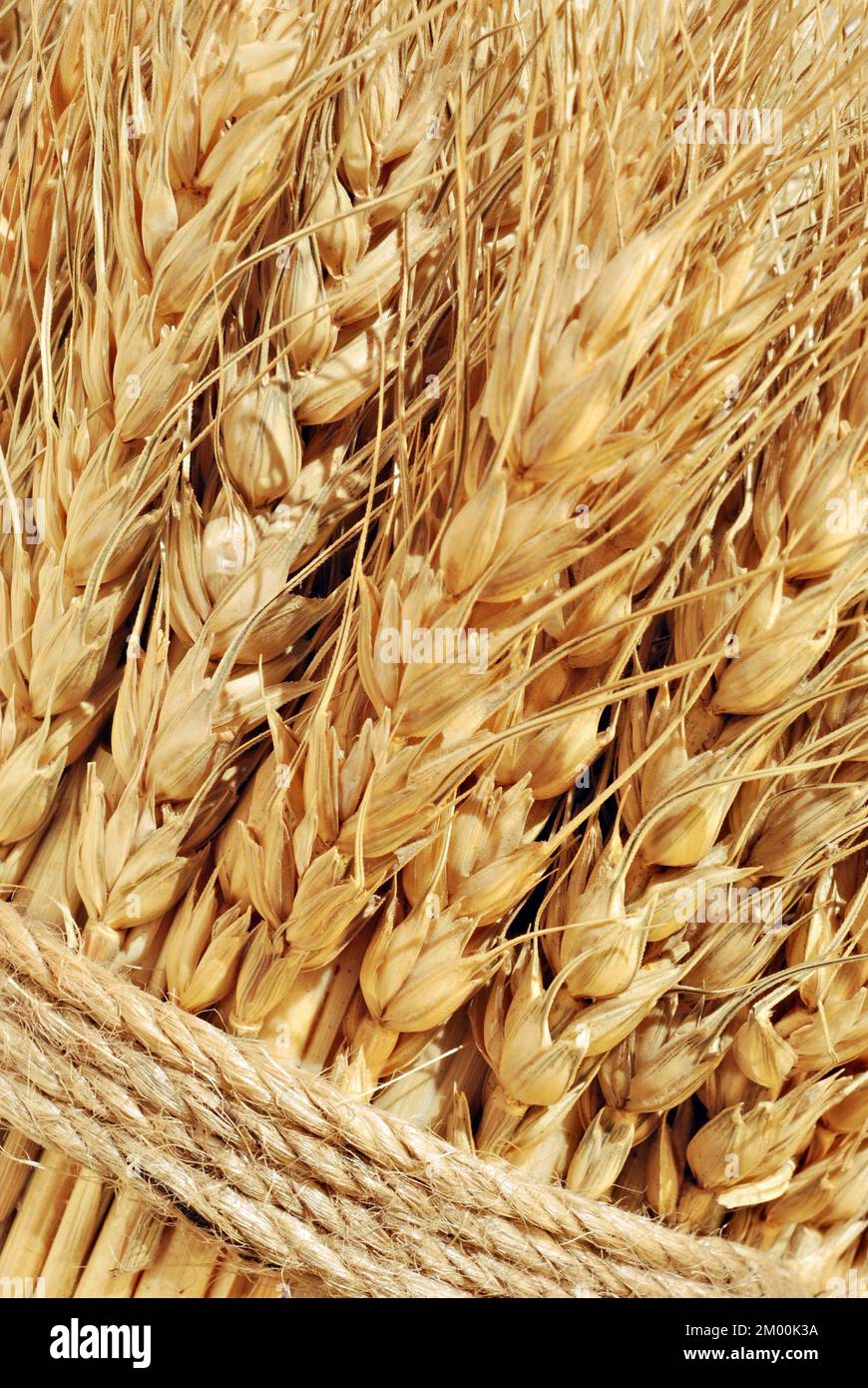 Ears of dry wheat example Stock Photo - Alamy