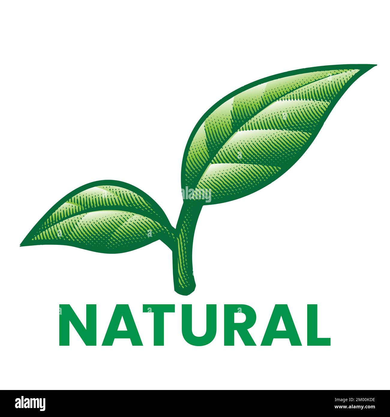 Natural Engraved Icon with Shaded Green Leaves isolated on a White ...