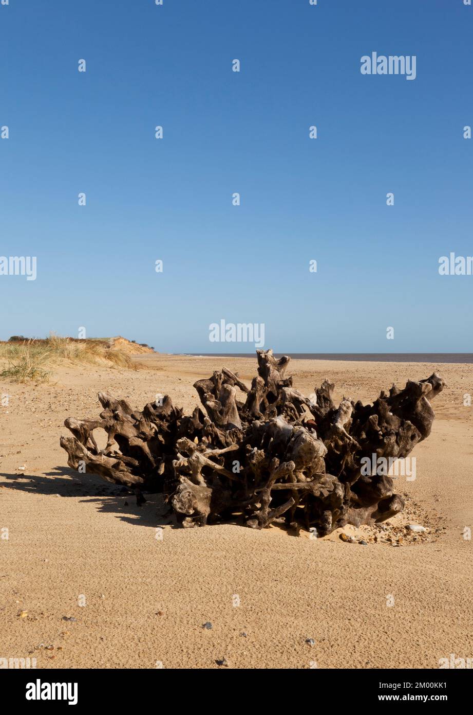 Skeletal trees lying on Covehithe beach, Suffolk UK Stock Photo - Alamy