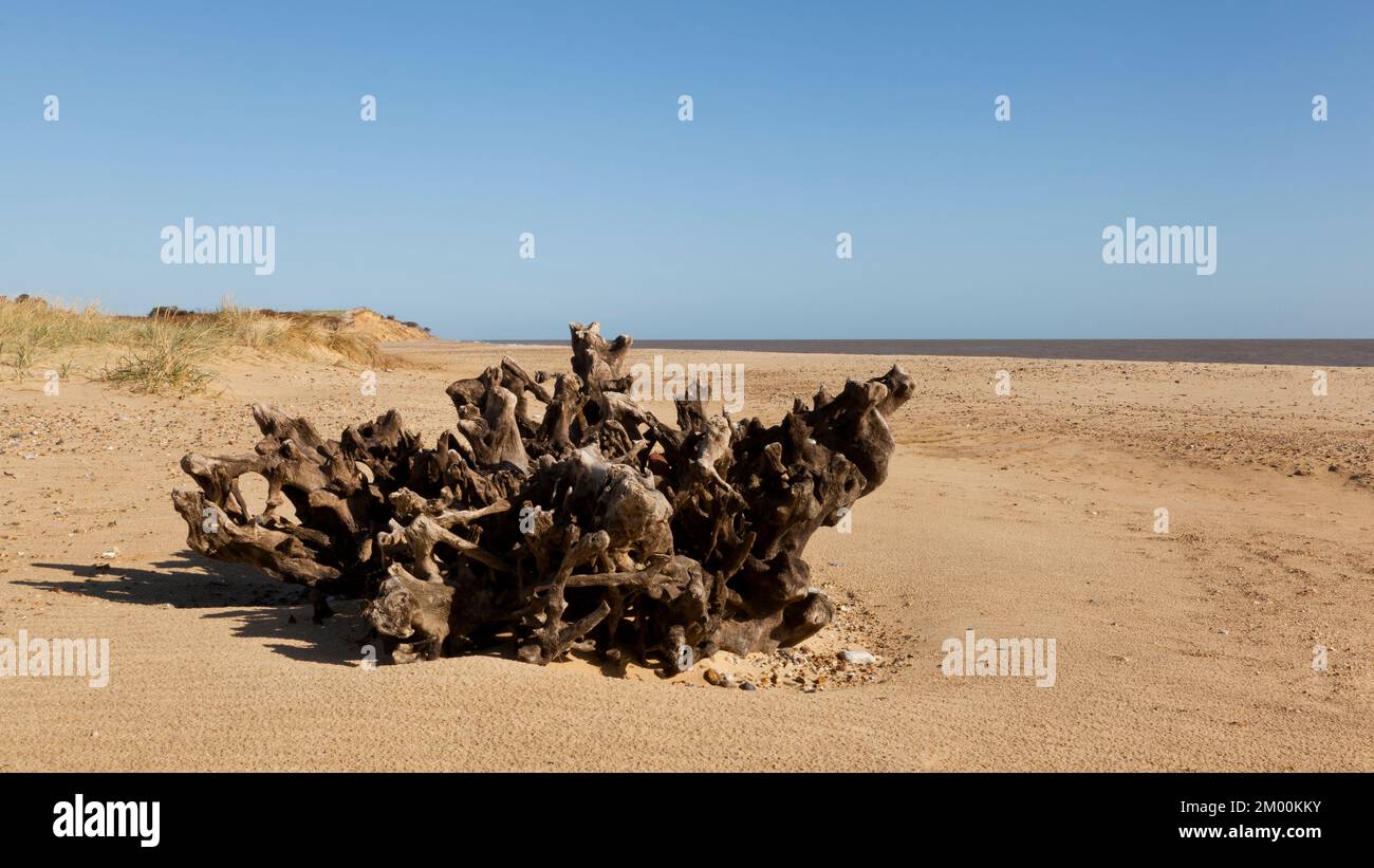 Skeletal trees lying on Covehithe beach, Suffolk UK Stock Photo - Alamy