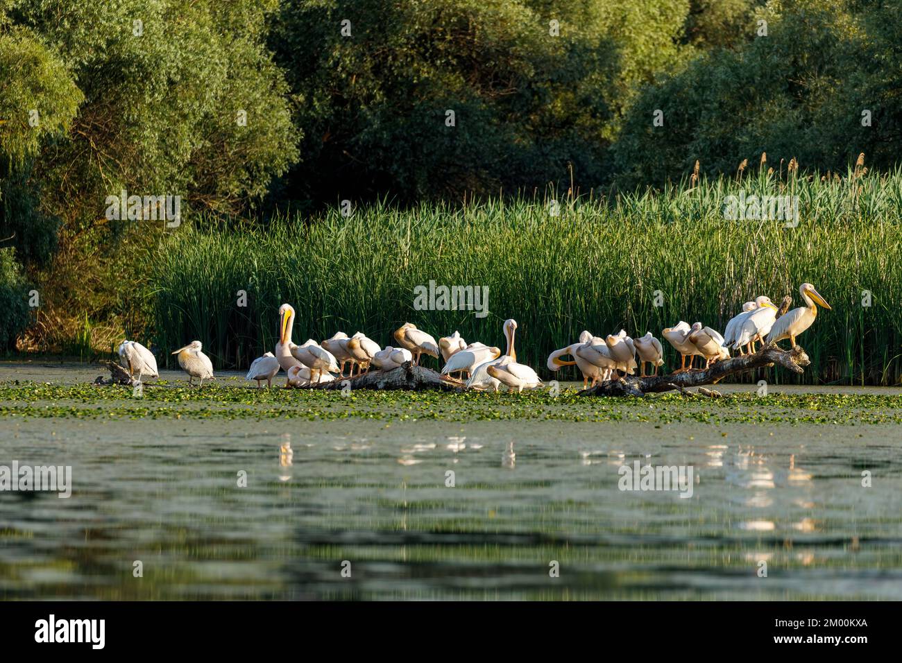 Group of Pelicans in the swamps of the Danube Delta Romania Stock Photo ...