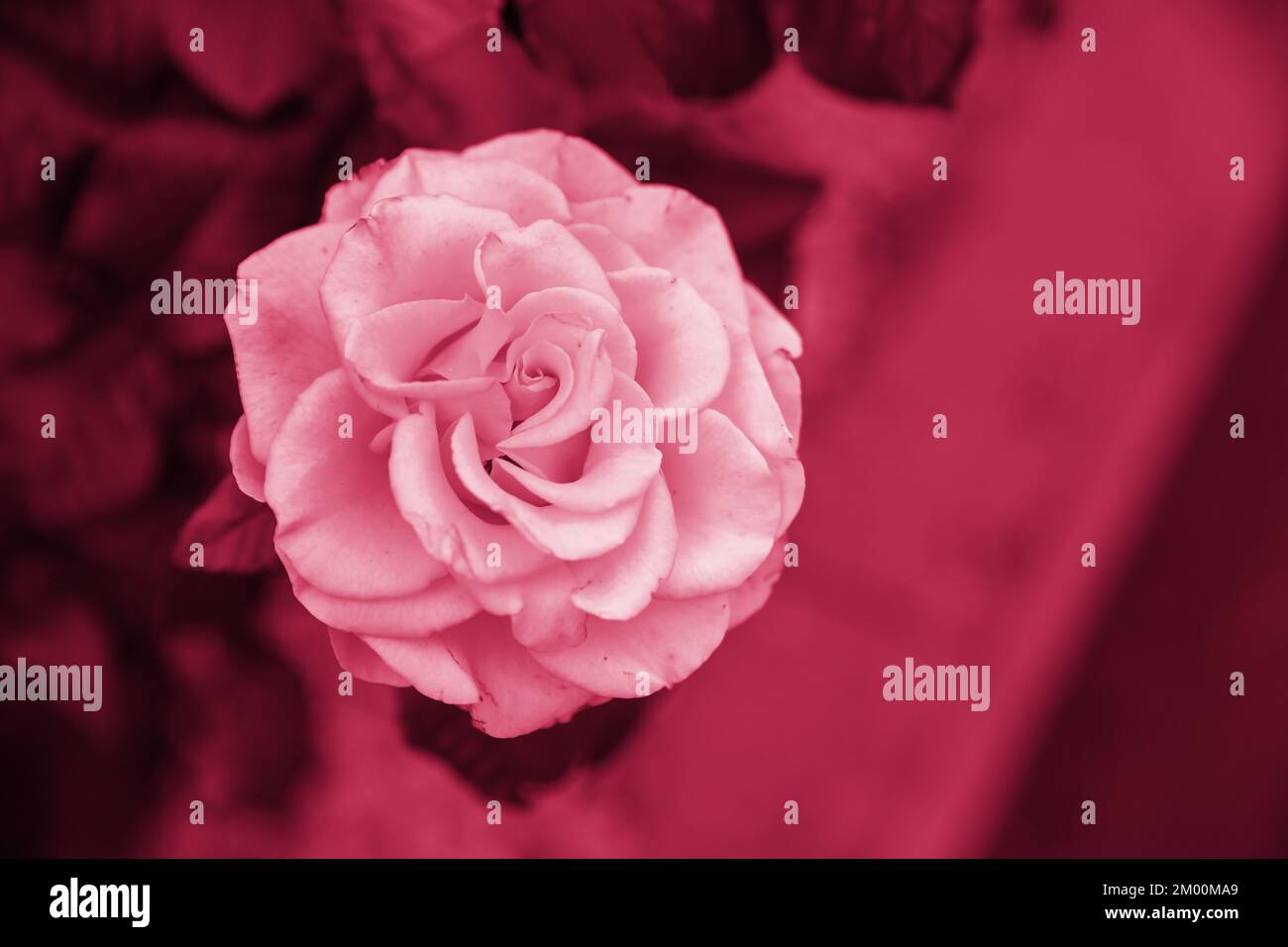 Pink Rose flower on the blurred background in the garden. Nature ...