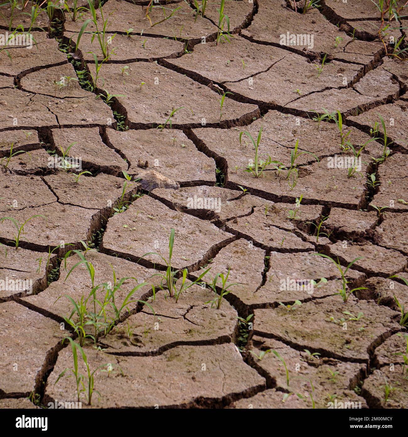 dry desert soil, climate change, global warming Stock Photo - Alamy