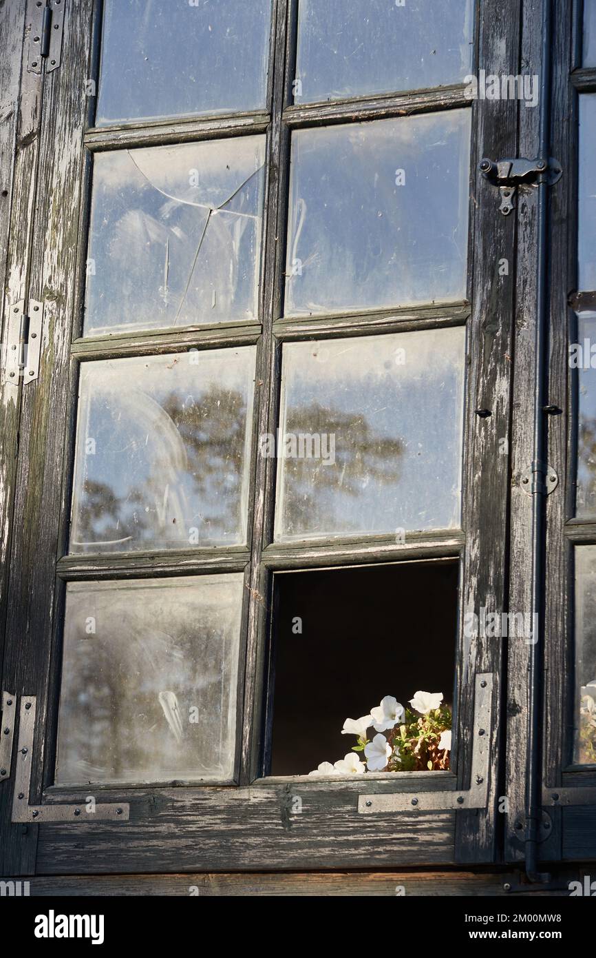 Greenhouse window through which some white flowers illuminated by the ...